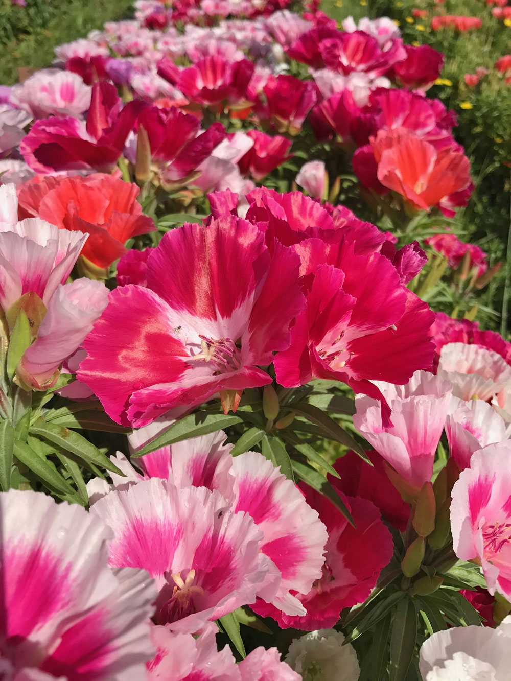 Growing organic godetia flowers - Simply Living Journal