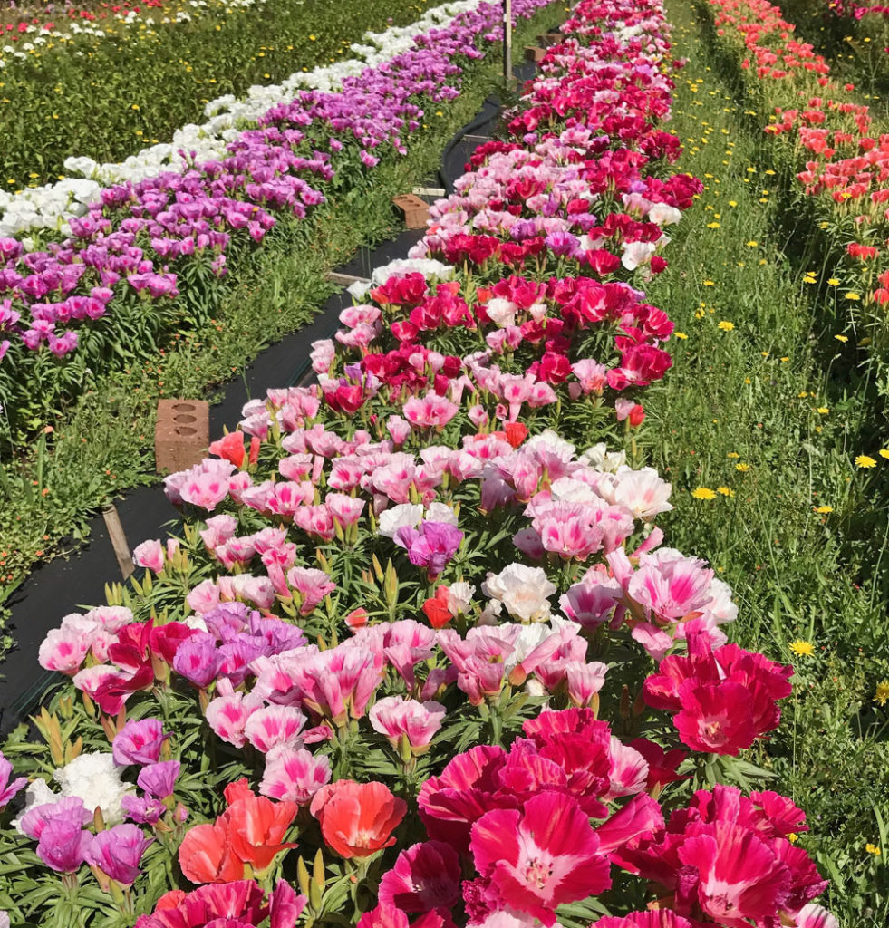 Growing organic godetia flowers - Simply Living Journal